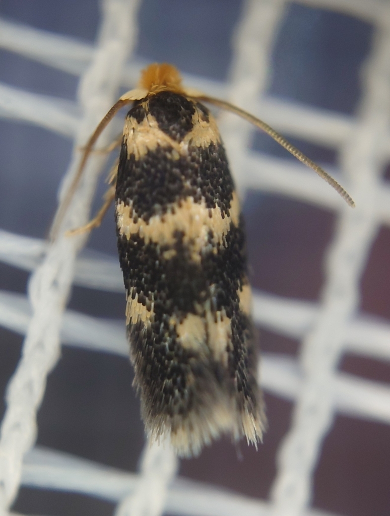 Norway Maple Pigmy Moth from Pfaffing, 83339 Chieming, Deutschland on ...