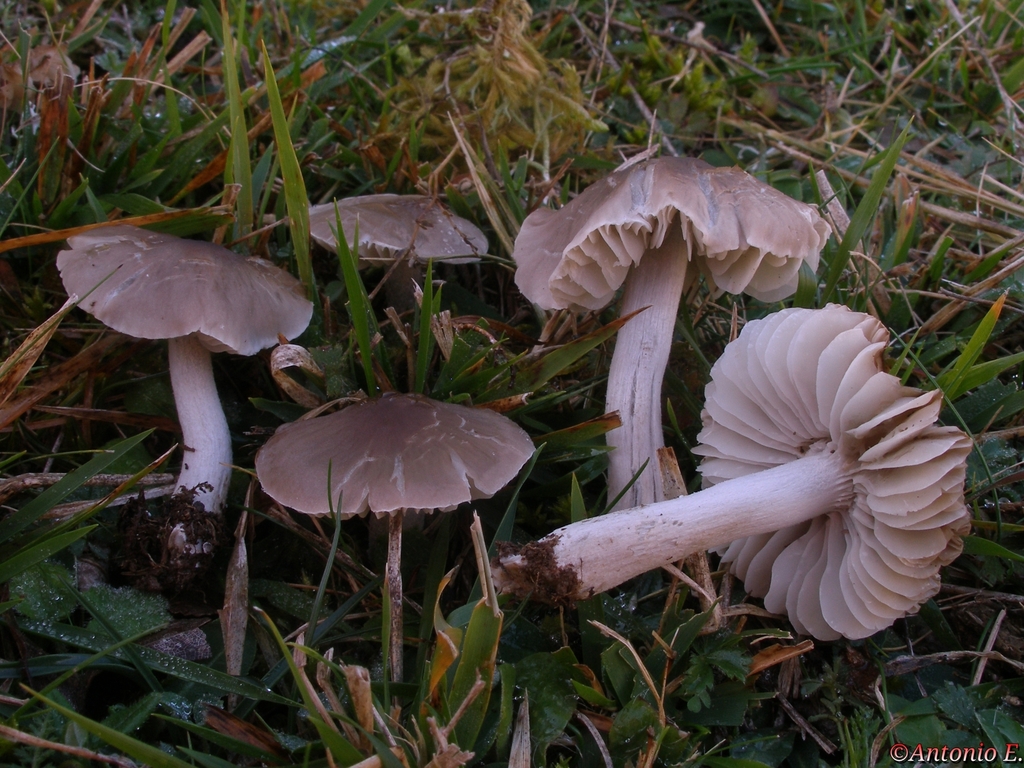 Common Crazed Cap from Ledesma de la Cogolla, 26321, La Rioja, España ...