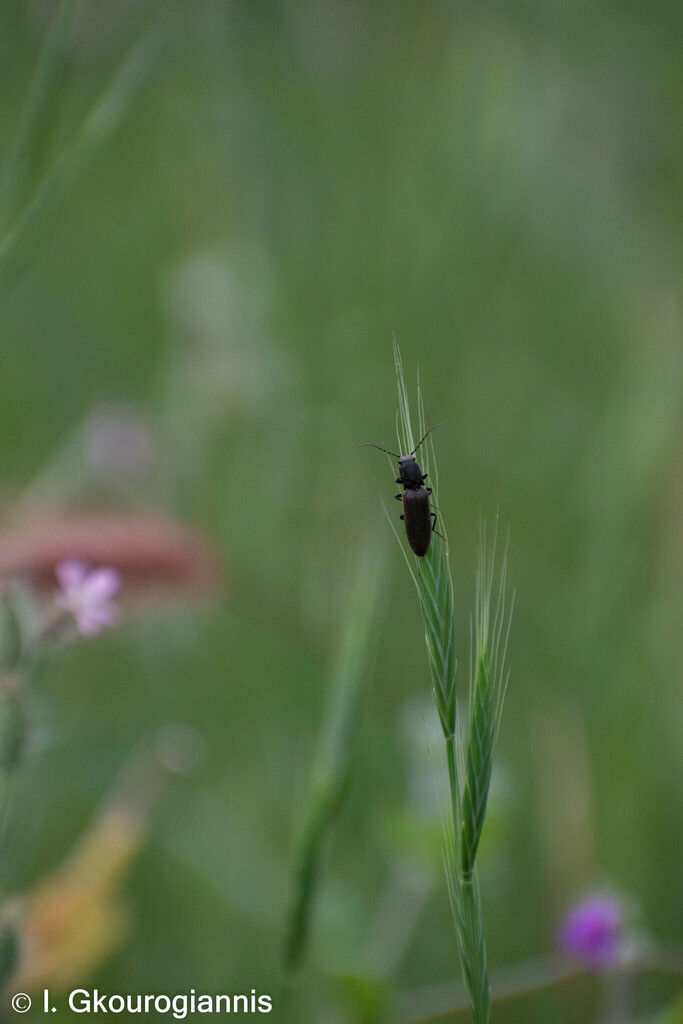 Click Beetles from Central Macedonia, Greece on May 10, 2023 at 06:09 ...