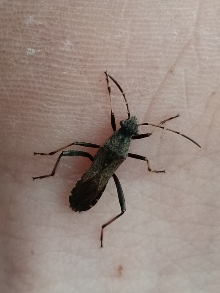 ant bug from Canton de Sotteville-lès-Rouen, France on July 30, 2023 at ...