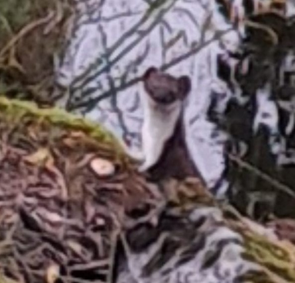 Eurasian Stoat from 13100 Hämeenlinna, Suomi on August 30, 2023 by ...