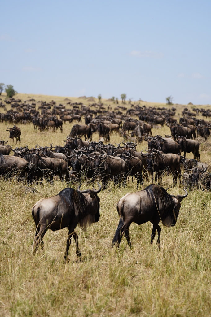 Western White-bearded Wildebeest from Maasai Mara National Reserve ...