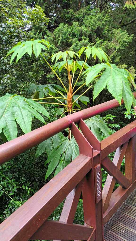 Rice paper plant from 台灣嘉義縣 on August 10, 2023 at 04:40 PM by ...