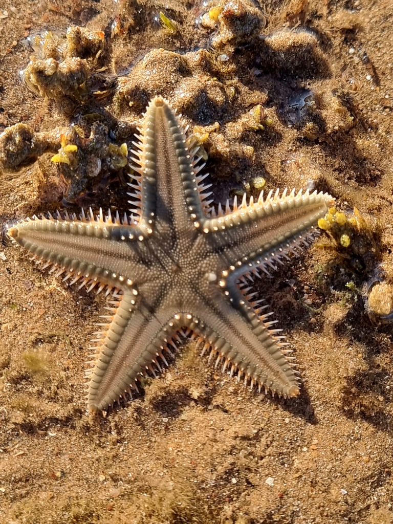 Astropecten from Port Hedland WA 6721, Australia on August 30, 2023 at ...