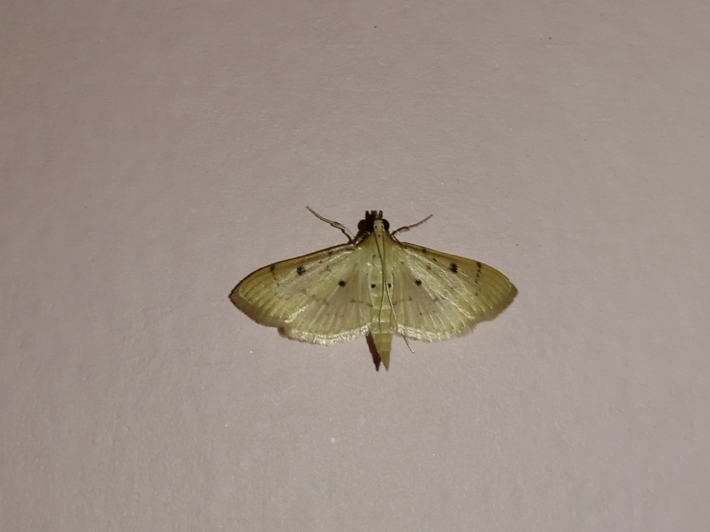 Herpetogramma basalis from Barabagan, Purba Barisha, Kolkata, West ...