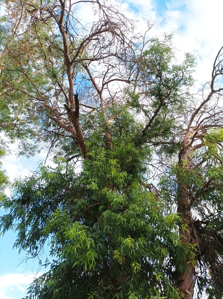 Willow Acacia from Nueva Aurora, 27220 Torreón, Coah., México on August ...