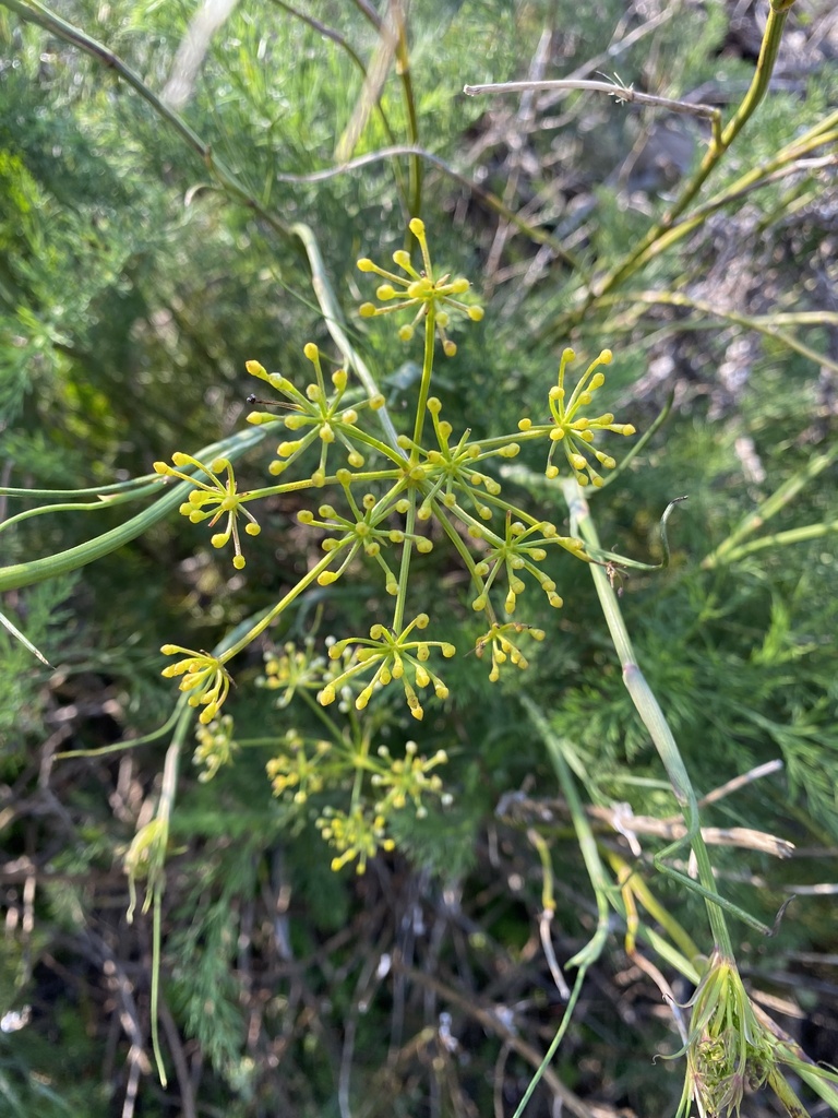 Apioideae from Tygerberg Nature Reserve, Cape Town, WC, ZA on August 29 ...