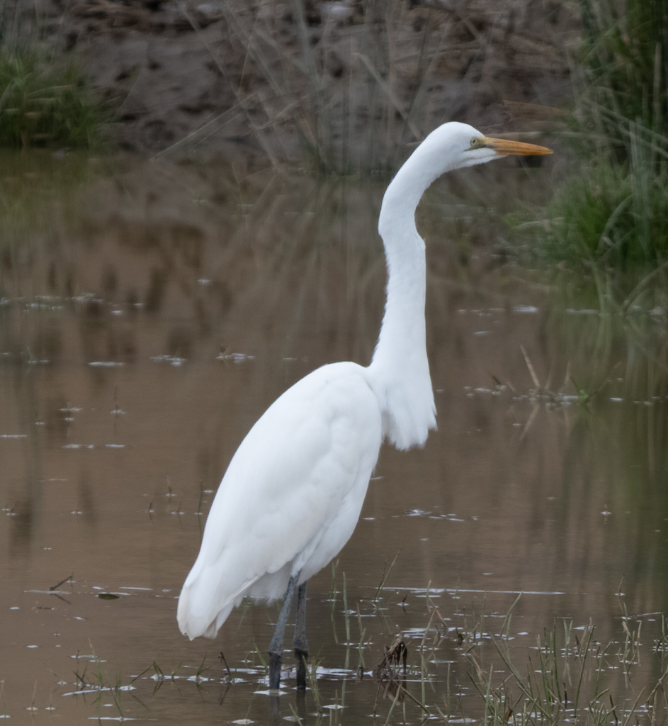 Great Egret from Lalangina, Madagascar on August 2, 2023 at 08:52 AM by ...