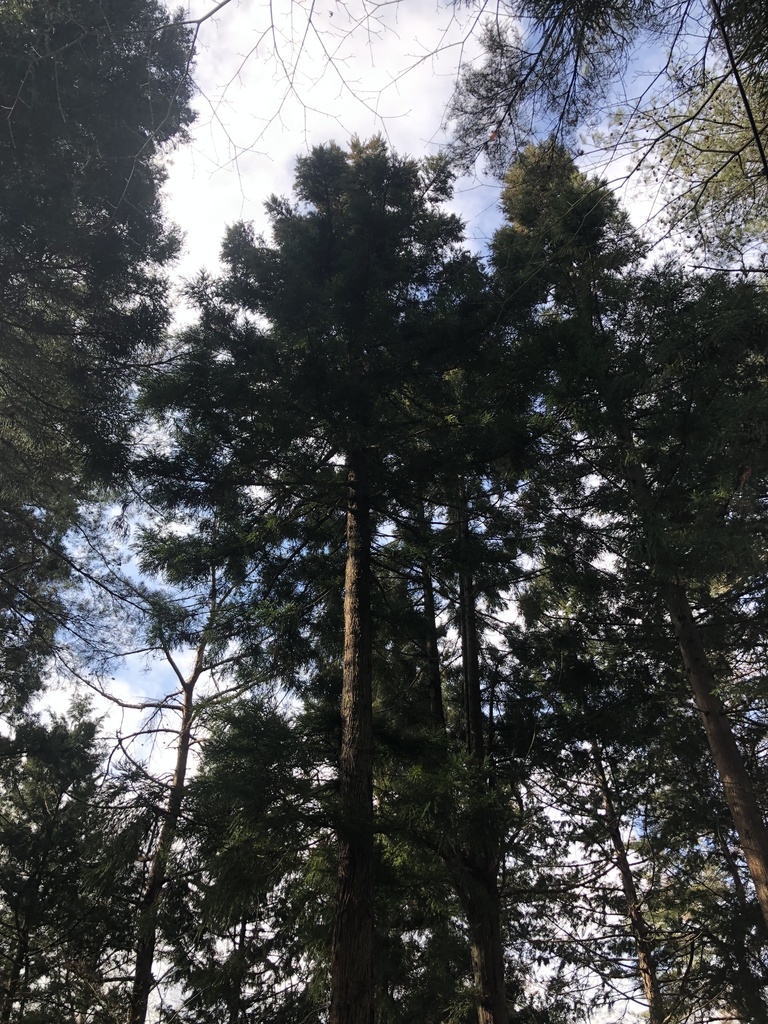 sugi from Fuji-Hakone-Izu National Park, Fujikawaguchiko, Minamitsuru ...