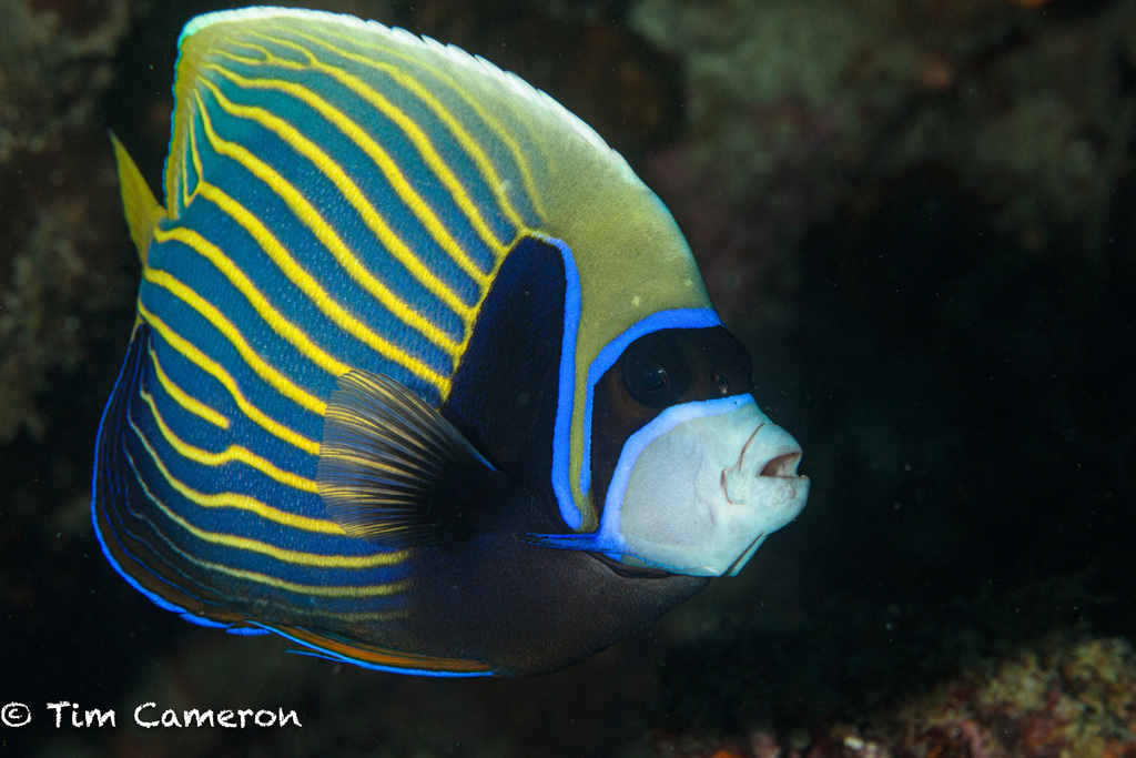 Emperor Angelfish from Padre Burgos, Southern Leyte, Philippines on ...