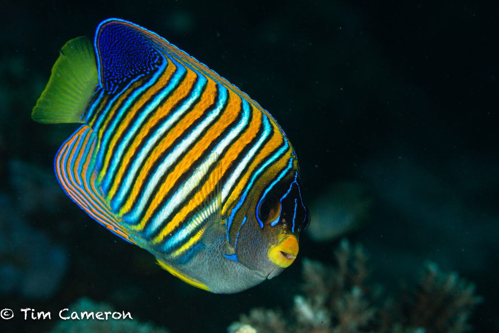 Regal Angelfish from Padre Burgos, Southern Leyte, Philippines on ...