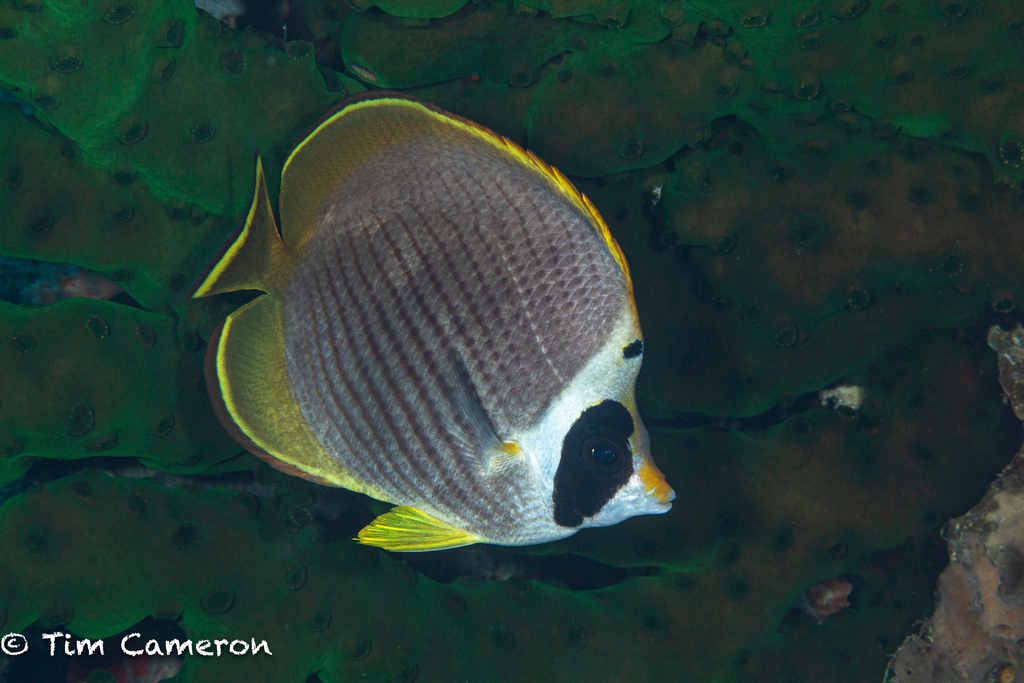 Panda Butterflyfish from Padre Burgos, Southern Leyte, Philippines on ...