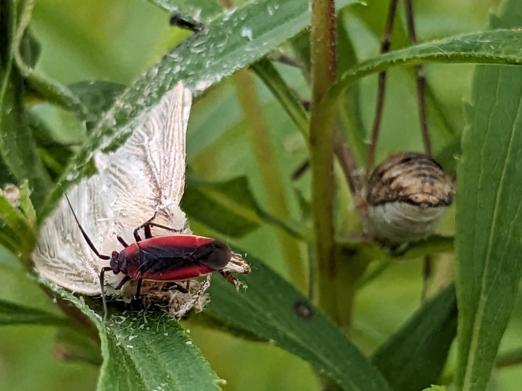 Lopidea instabilis from Unity, ME 04988, USA on August 30, 2023 at 09: ...