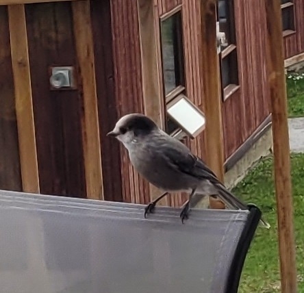 Canada Jay from Alberta T1W 2W4, Canada on August 30, 2023 at 08:11 AM ...