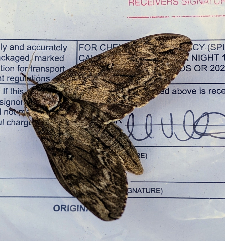 Catalpa Sphinx from Lansdowne, MD, USA on August 30, 2023 at 10:20 AM ...