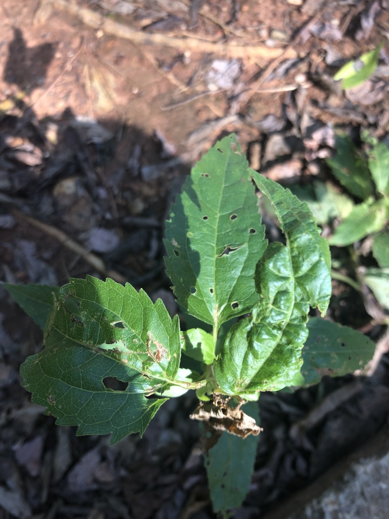 Ageratina in August 2023 by dalton_belyeu · iNaturalist