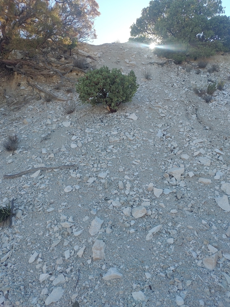 Big Berry Manzanita from Mountain Center, CA 92561, USA on August 26 ...