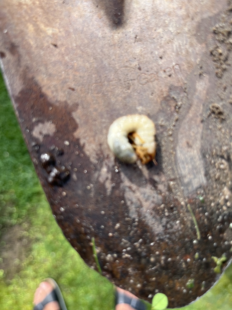 Scarabaeiform Beetles from Möwenweg, Magdeburg, Sachsen-Anhalt, DE on ...