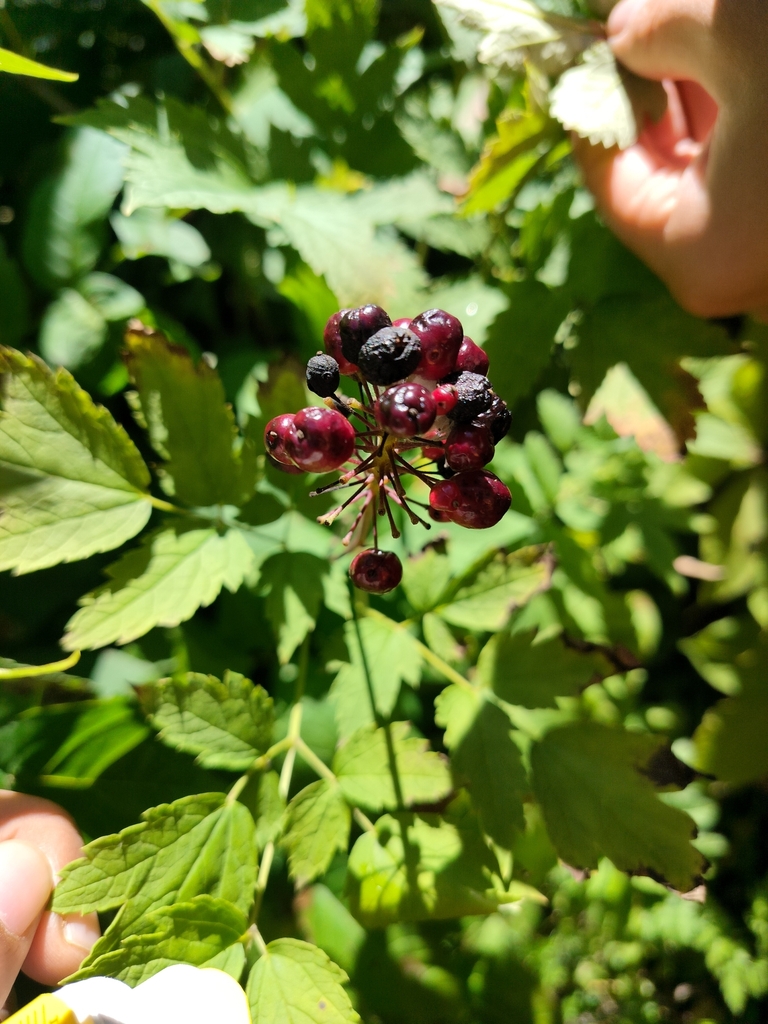red baneberry from Thunder Bay, ON P7J 1H7, Canada on August 30, 2023 ...