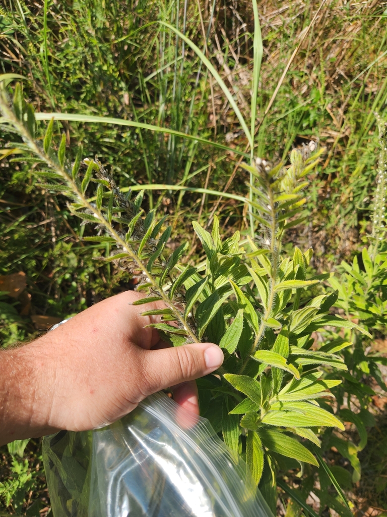 Soft-hair Marbleseed from Macon, MS 39341, USA on August 30, 2023 at 09 ...