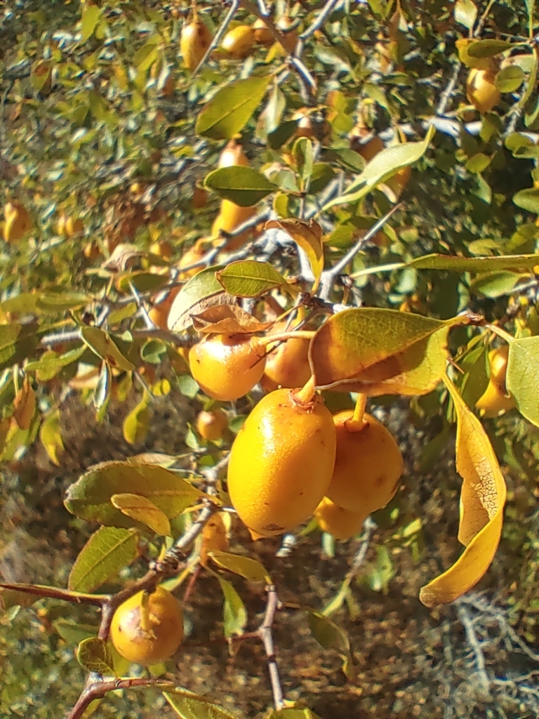 California crucillo from Mountain Center, CA 92561, USA on August 26 ...