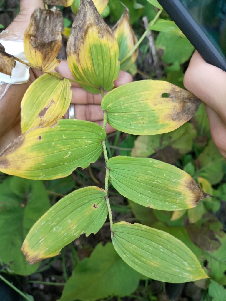 rose twisted-stalk from Thunder Bay, ON P7J 1H7, Canada on August 30 ...