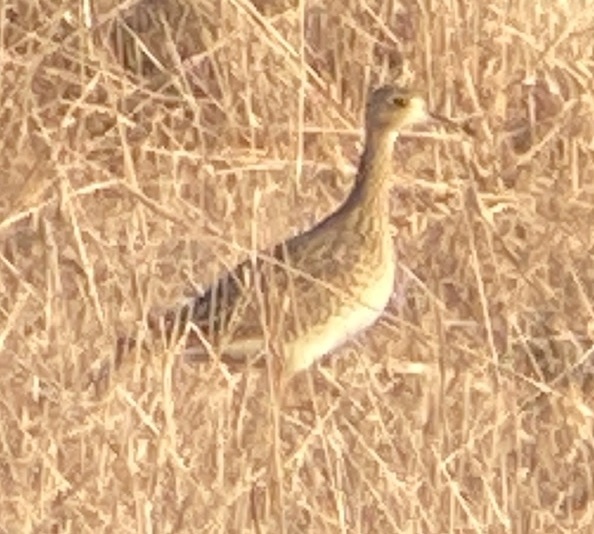 Upland Sandpiper from Hudspeth Rd, Bryan, TX, US on August 30, 2023 at ...