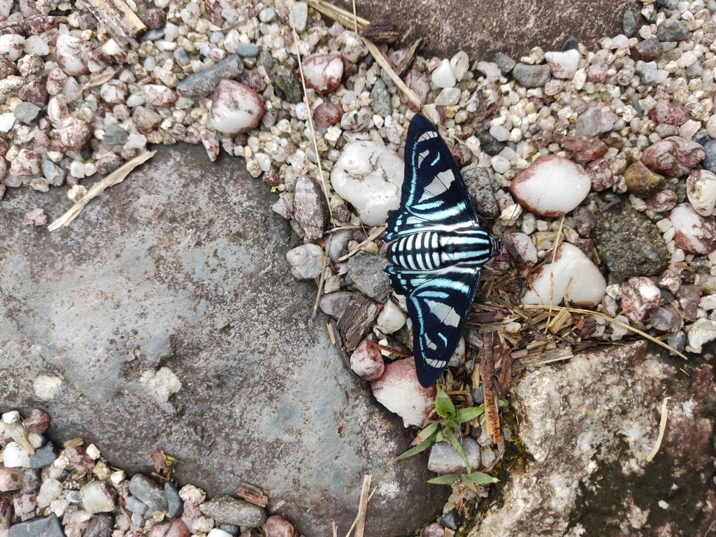 Zonara Skipper from Puyo, Ecuador on August 28, 2023 at 10:13 AM by ...