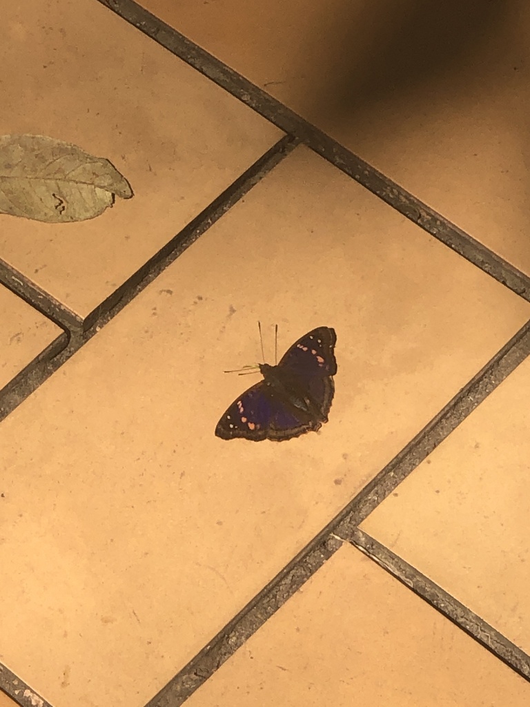 Agathina Emperor from Iguazu Falls, Foz do Iguaçu, PR, BR on August 30 ...