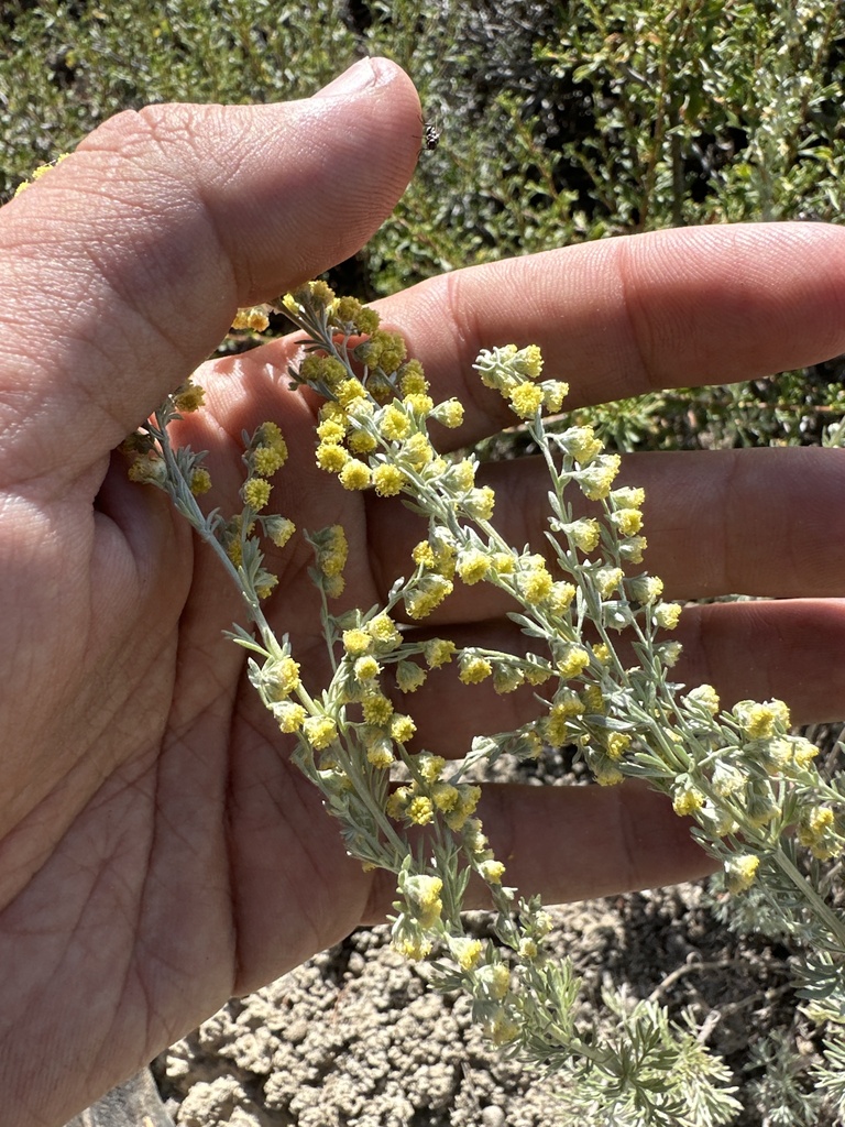absinthe wormwood from White River National Forest, Basalt, CO, US on ...
