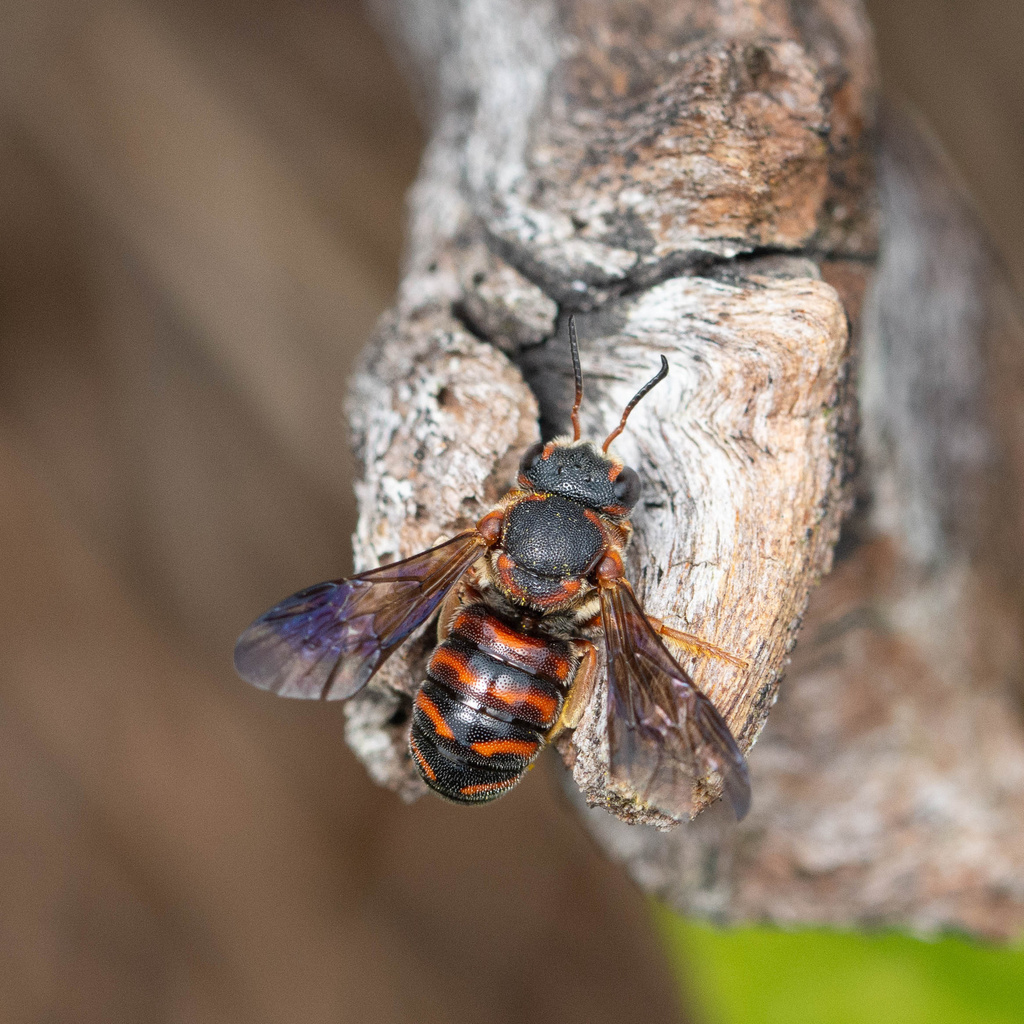 Florida Pebble Bee from Grove St NE, Palm Bay, FL, US on April 2, 2022 ...