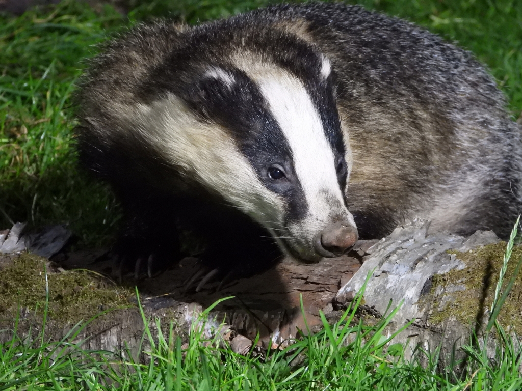 European Badger in August 2023 by Mike Flaherty · iNaturalist