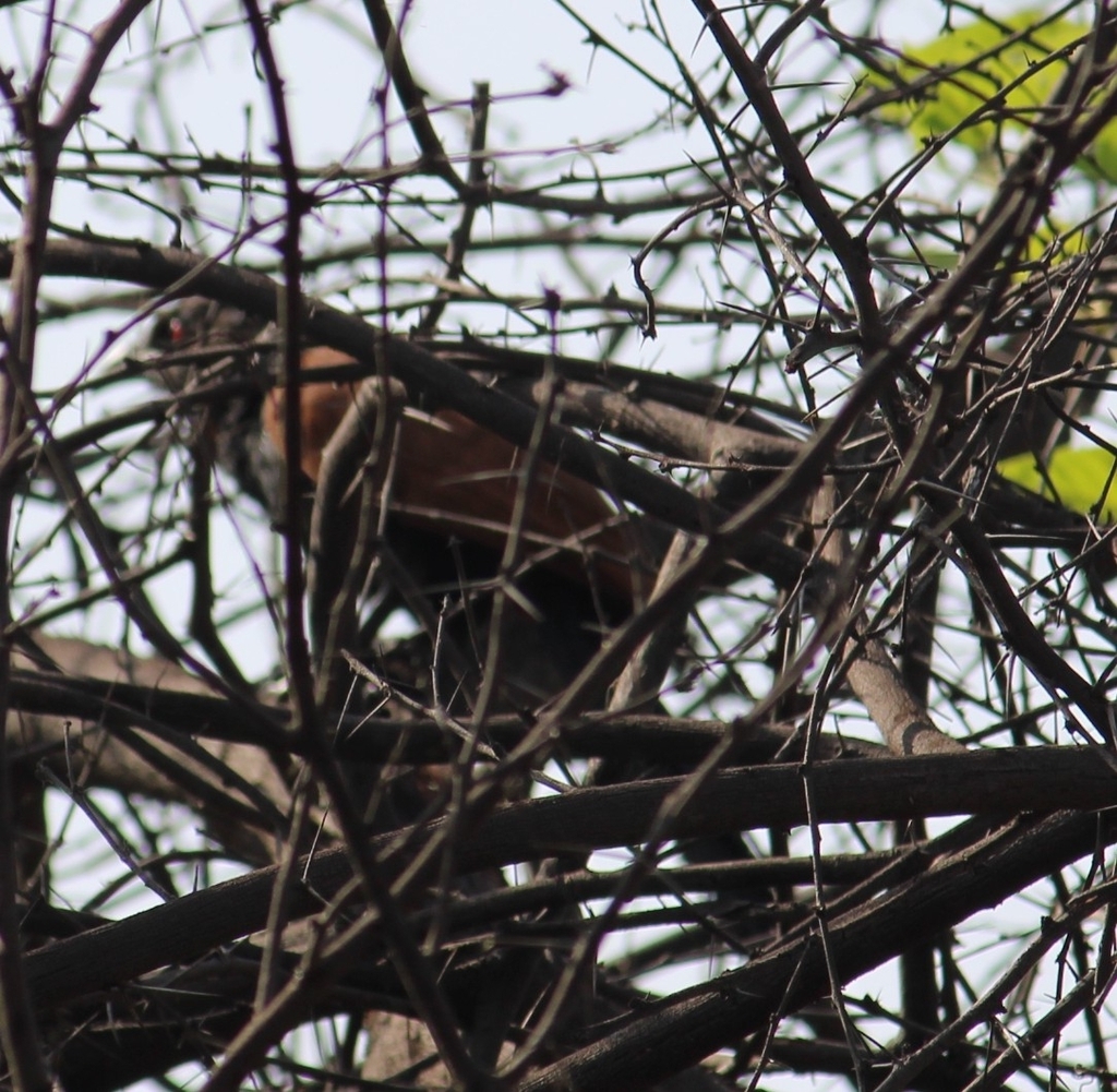 Greater Coucal from Thuvariman Kanmai on August 13, 2023 at 01:45 PM by ...