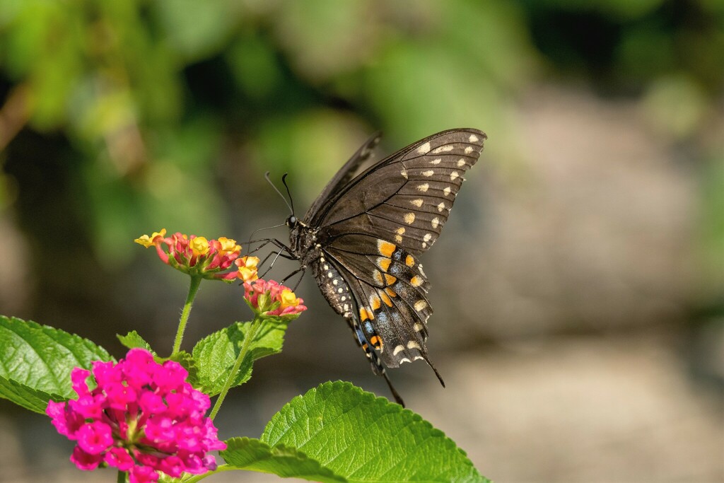 Black Swallowtail from Colonial Hills, Lincoln, NE 68516, USA on August ...