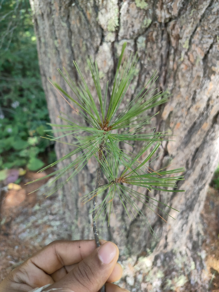 eastern white pine from Thunder Bay, ON P7J 1N5, Canada on August 30 ...
