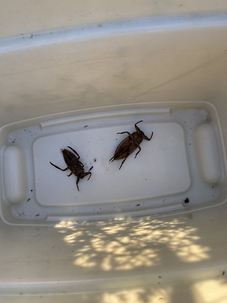 American Giant Water Bug from Superior National Forest, Ely, MN, US on ...