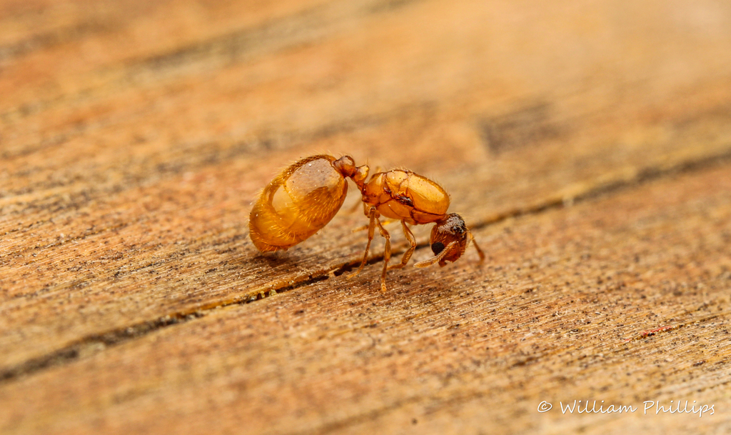 Myrmicine Ants in July 2023 by William Phillips · iNaturalist