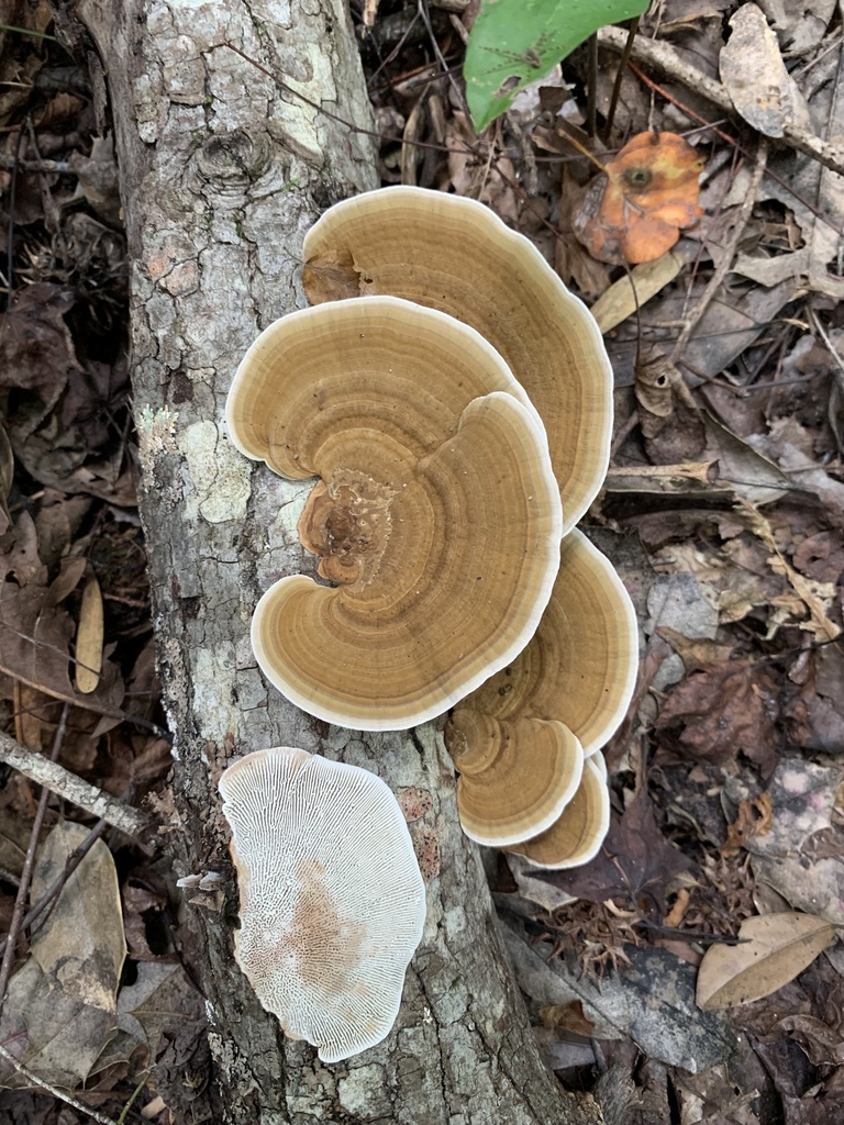 Gilled Polypore from Leland, NC, US on August 26, 2023 at 02:26 PM by ...