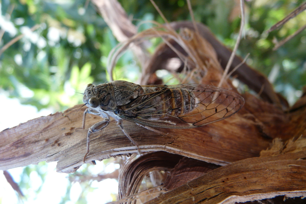 Cretan Cicada from Kato Guwes 700 14, Grecja on August 2, 2010 at 02:55 ...