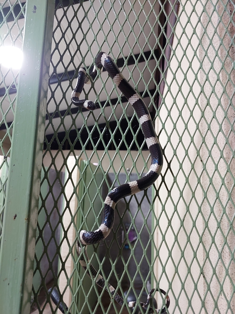 Terrestrial Snail Sucker from R9QM+G74, Provincia de Guanacaste ...