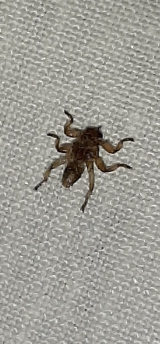 Louse Flies from Honfleur on August 30, 2023 at 08:59 PM by jean pierre ...