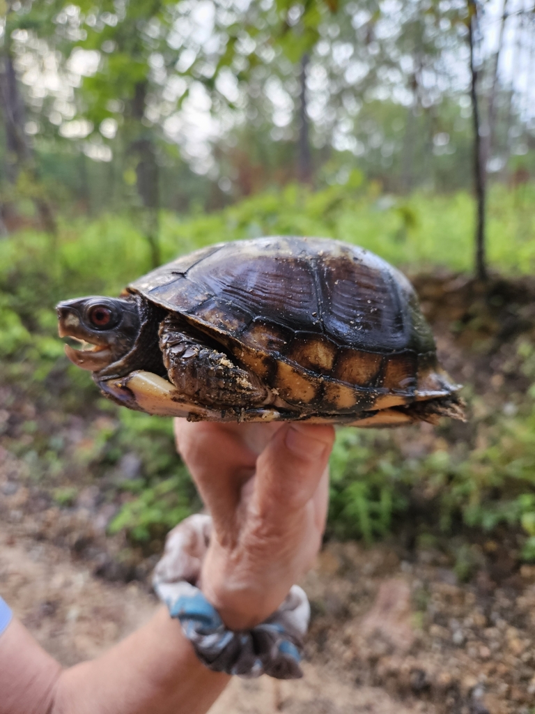 Eastern Box Turtle in June 2023 by Kira Williams · iNaturalist