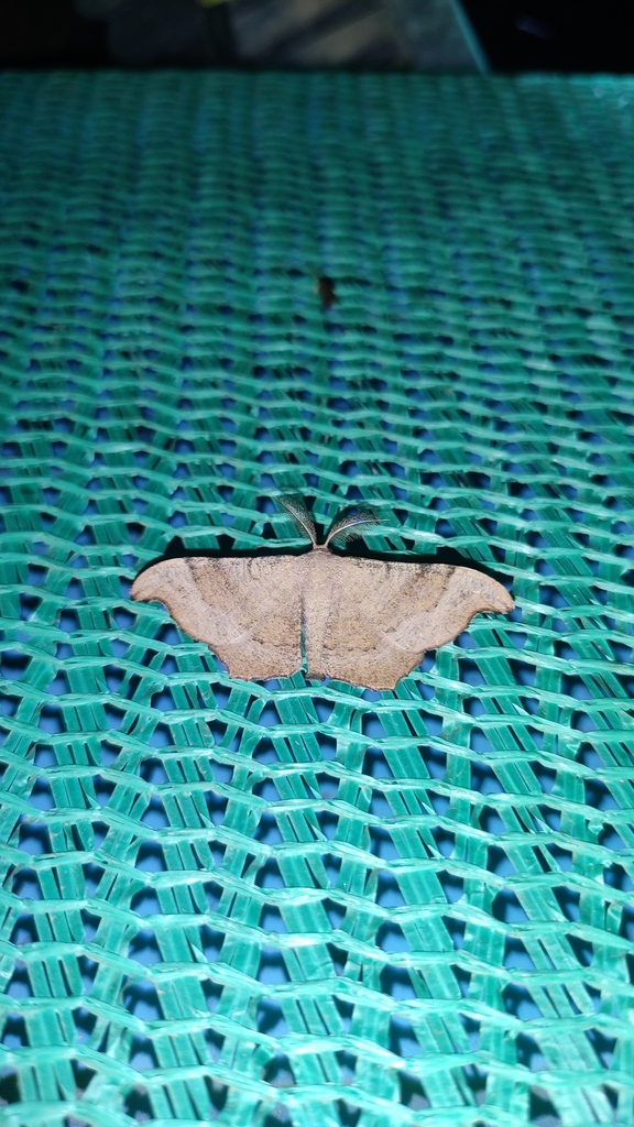 Black Looper from Burugunte Village, Survey No 66, Bikkanahalli Main Rd ...