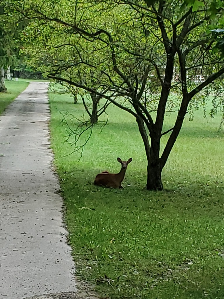 Northern White-tailed Deer from Oakland, Michigan, United States on ...