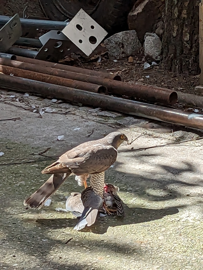 Eurasian Sparrowhawk from Vaulx En Velin Village, 69120 Lyon, France on ...