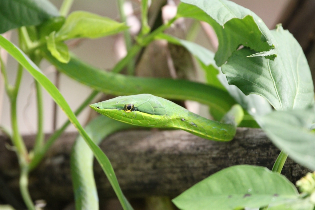 Green Vine Snake from Toledo District, Belize on August 23, 2023 at 07: ...