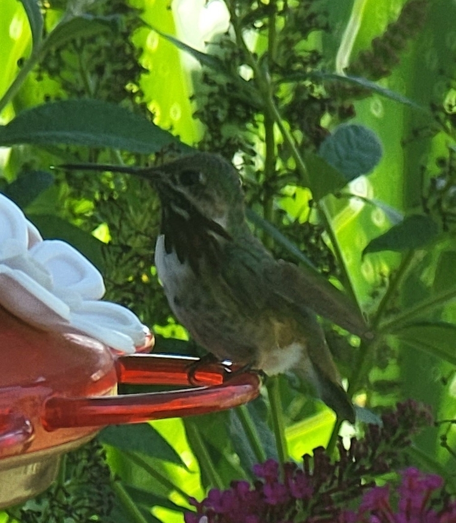 Calliope Hummingbird from Clovis, NM 88101, USA on August 30, 2023 at ...