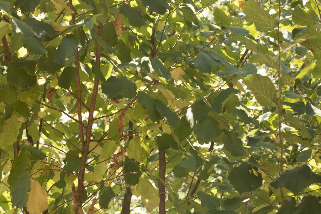 common hazel from Washington County, OR, USA on August 26, 2023 at 03: ...