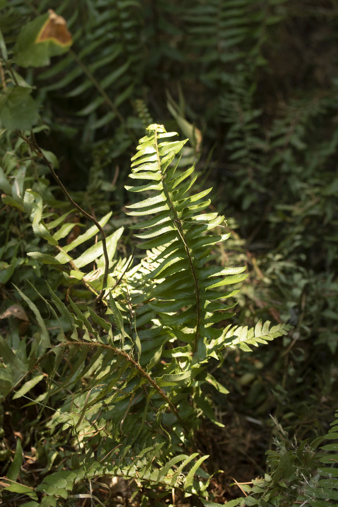 western sword fern from Washington County, OR, USA on August 26, 2023 ...