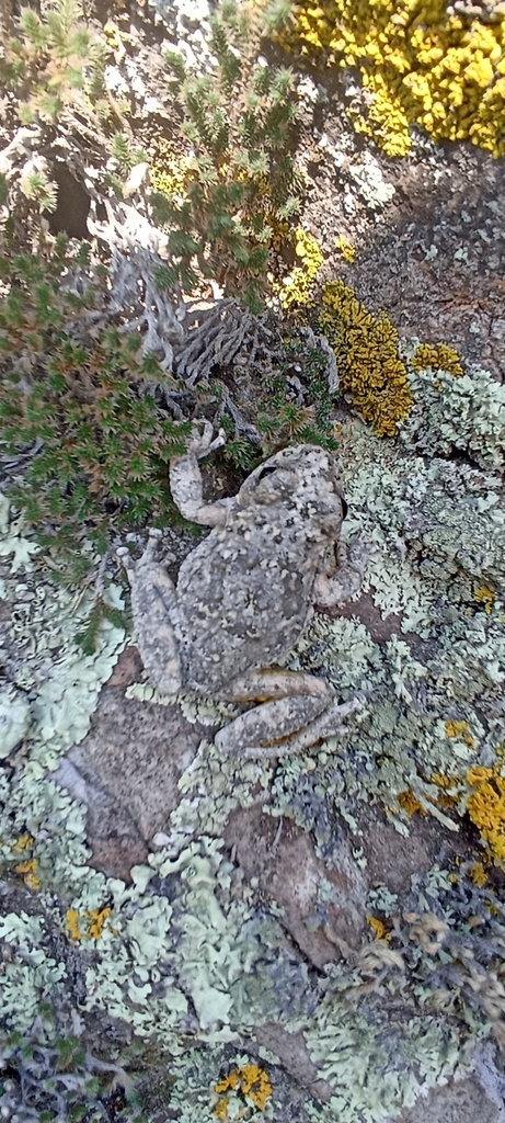 Canyon Tree Frog from 36866 Gto., México on August 8, 2023 at 04:15 PM ...